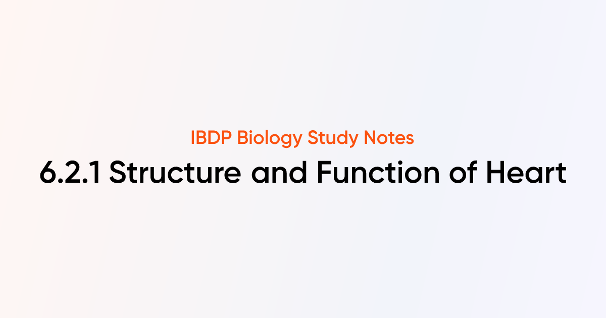 Structure and Function of Heart (6.2.1) | IB DP Biology Notes | TutorChase