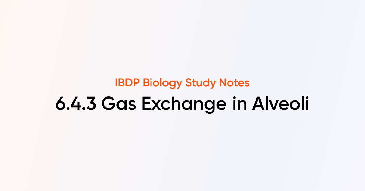 Gas Exchange in Alveoli (6.4.3) | IB DP Biology Notes | TutorChase