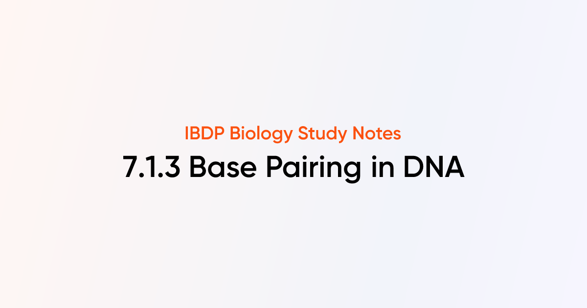 Base Pairing in DNA (7.1.3) | IB DP Biology Notes | TutorChase