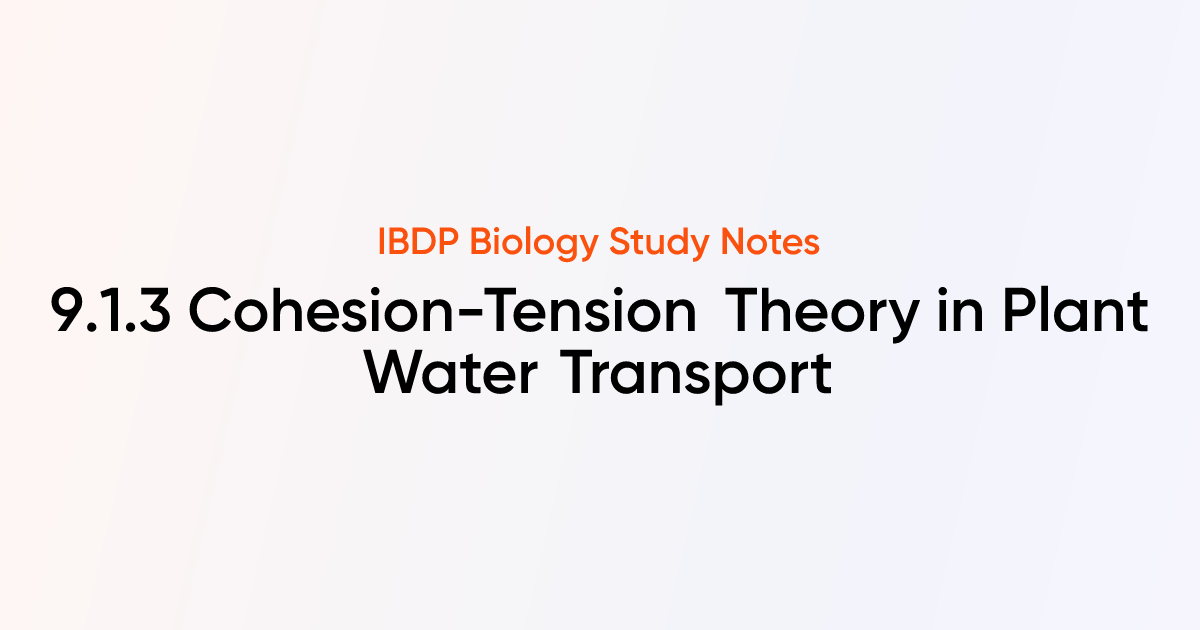 Cohesion-Tension Theory in Plant Water Transport (9.1.3) | IB DP ...