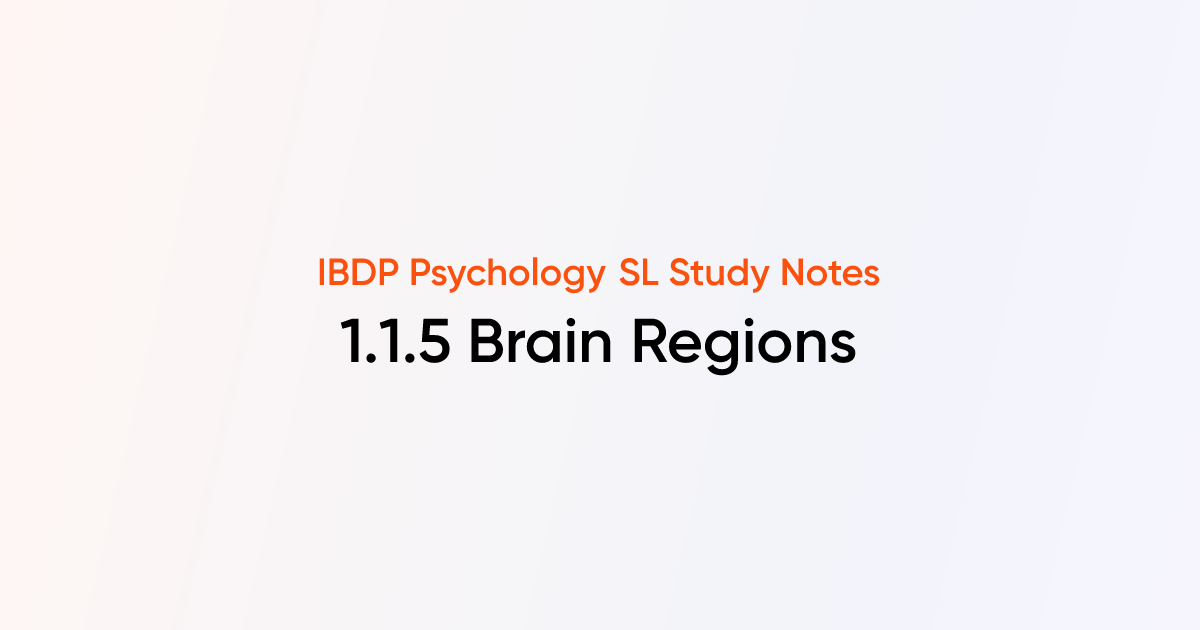 Brain Regions & Functions (1.1.5) | IB DP Psychology SL | TutorChase