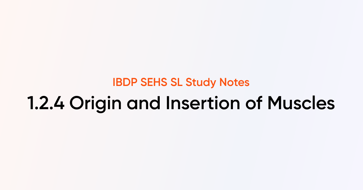 Origin and Insertion of Muscles (1.2.4) | IB DP Sports, Exercise and ...