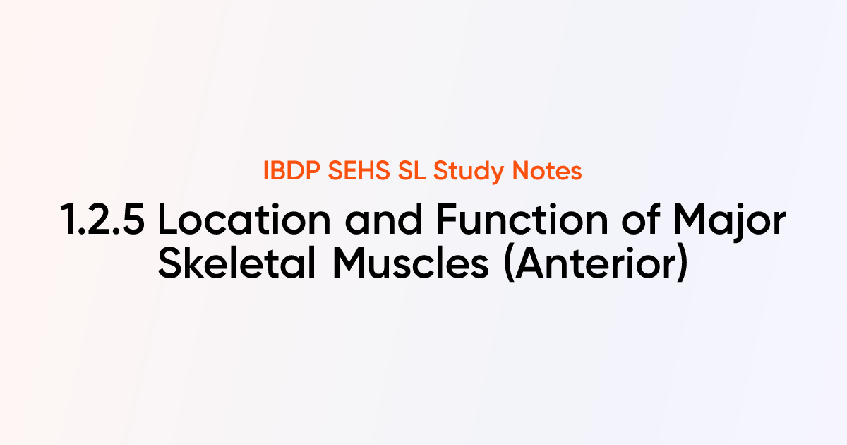Location and Function of Major Skeletal Muscles (Anterior) (1.2.5) | IB ...