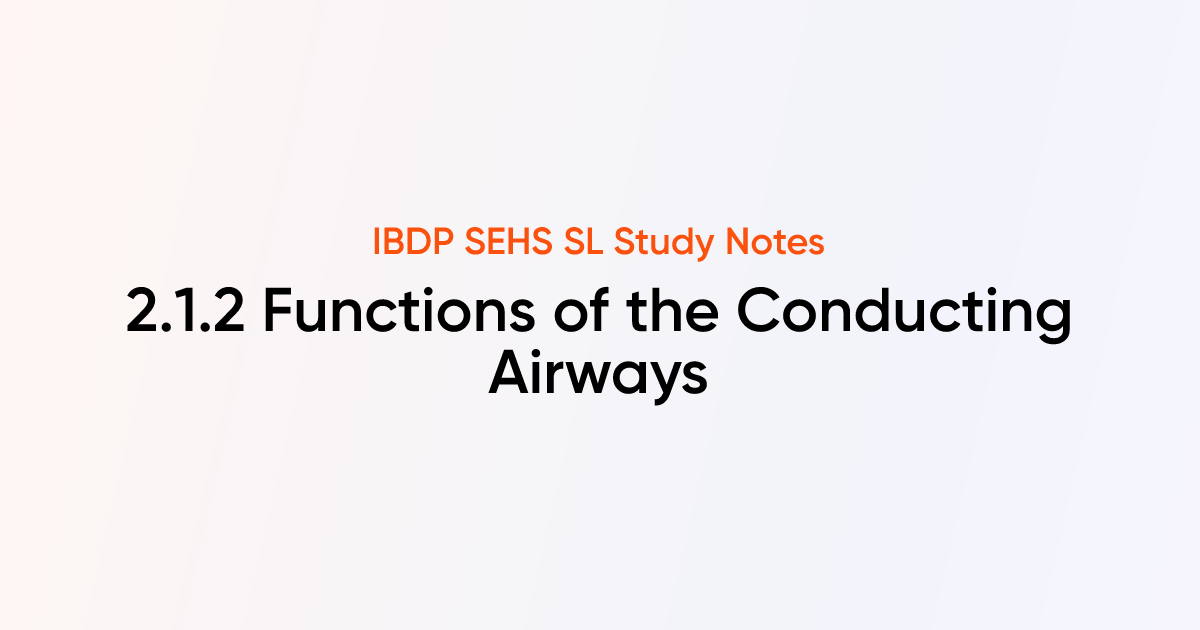 Functions of the Conducting Airways (2.1.2) | IB DP Sports, Exercise ...