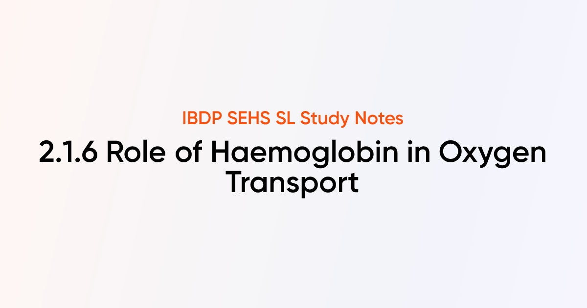 Role of Haemoglobin in Oxygen Transport (2.1.6) | IB DP Sports ...