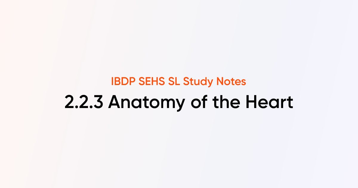 Anatomy of the Heart (2.2.3) | IB DP Sports, Exercise and Health ...