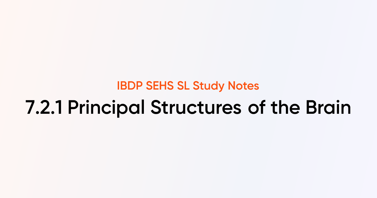 Principal Structures of the Brain (7.2.1) | IB DP Sports, Exercise and ...