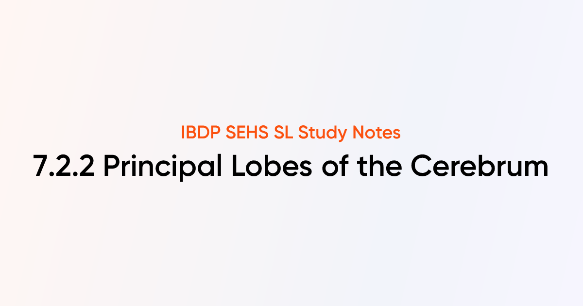 Principal Lobes of the Cerebrum (7.2.2) | IB DP Sports, Exercise and ...