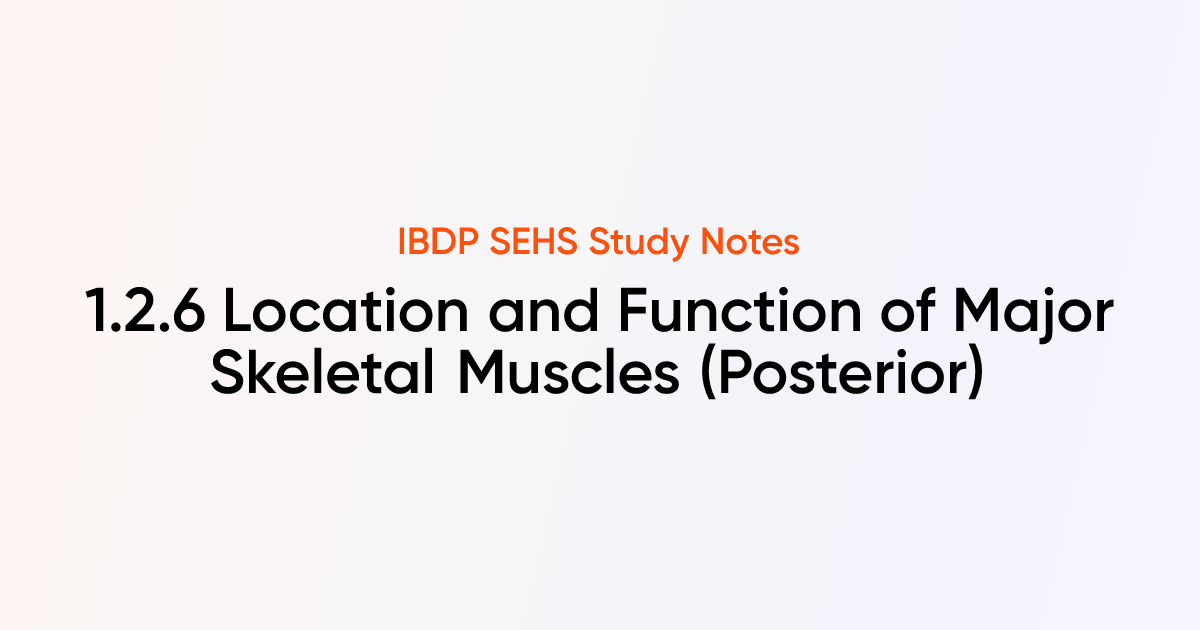 Location and Function of Major Skeletal Muscles (Posterior) (1.2.6 ...