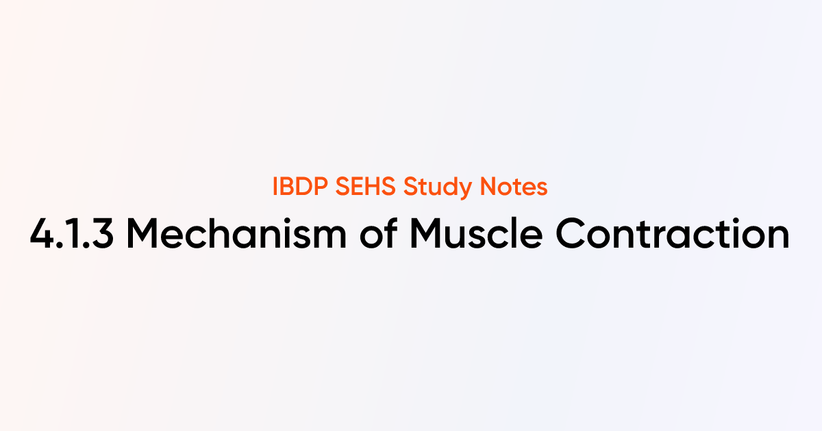 Mechanism of Muscle Contraction (4.1.3) | IB DP Sports, Exercise and ...