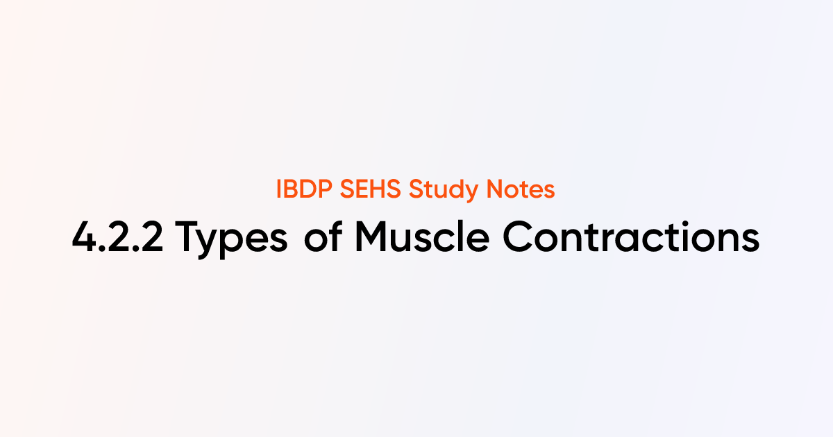 Types of Muscle Contractions (4.2.2) | IB DP Sports, Exercise and ...