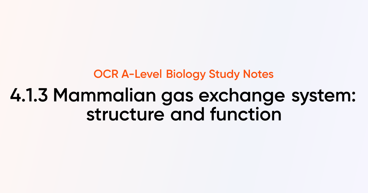 Mammalian gas exchange system: structure and function (4.1.3) | OCR A ...