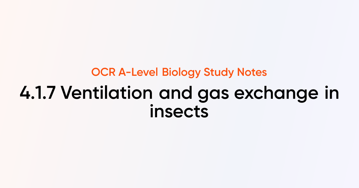 Ventilation and gas exchange in insects (4.1.7) | OCR A-Level Biology ...