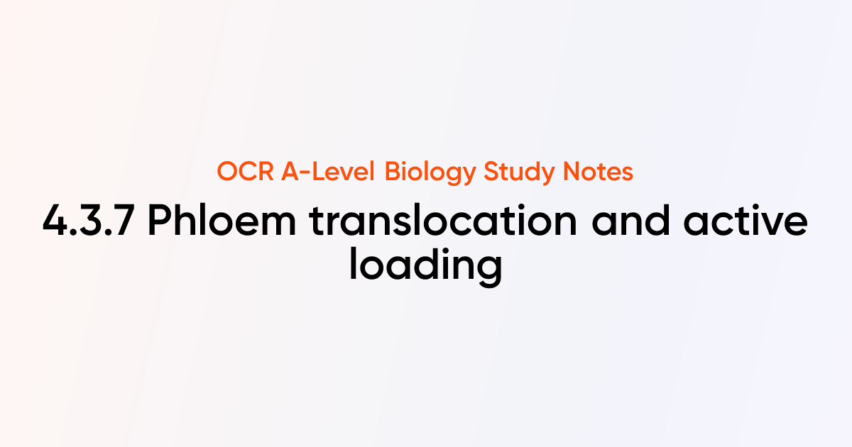 Phloem translocation and active loading (4.3.7) | OCR A-Level Biology ...