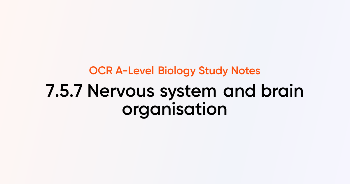 Nervous system and brain organisation (7.5.7) | OCR A-Level Biology ...